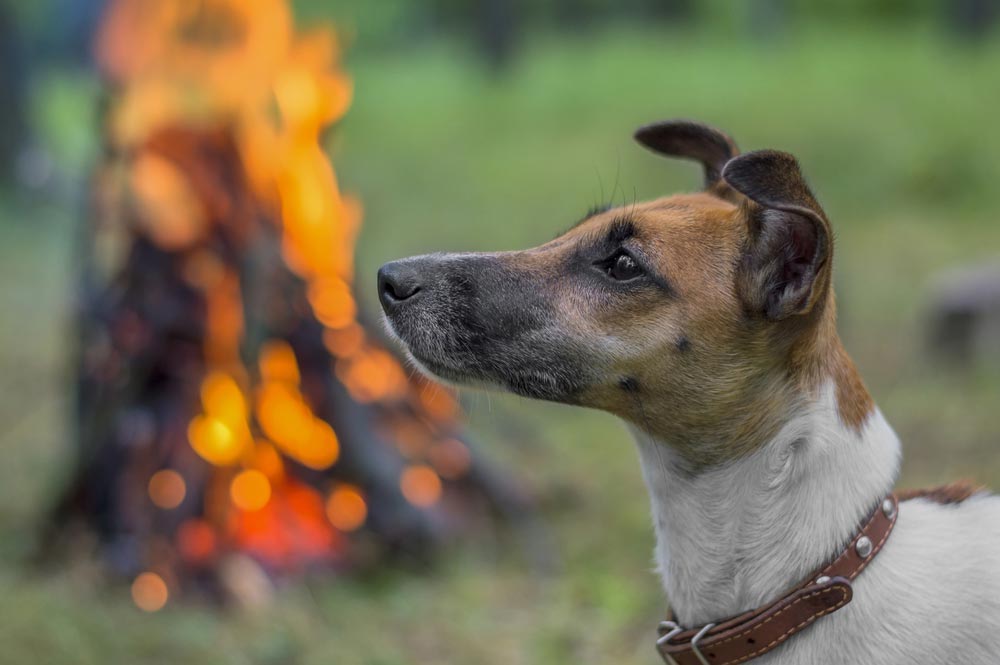 5 Bushfire Safety Tips For Pet Owners